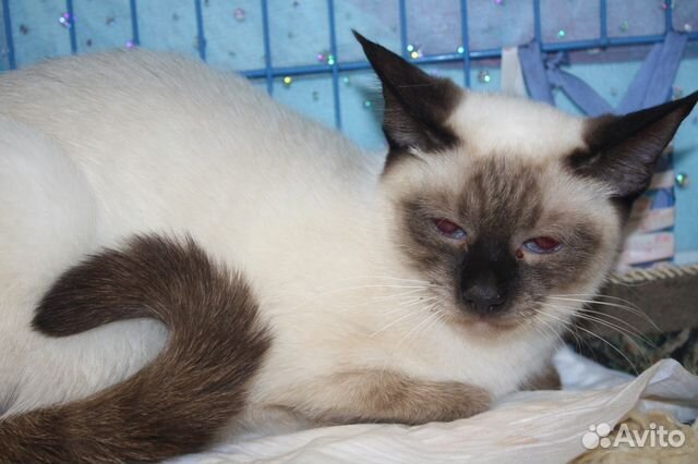 Голубые глазёнки у моего тайчонка