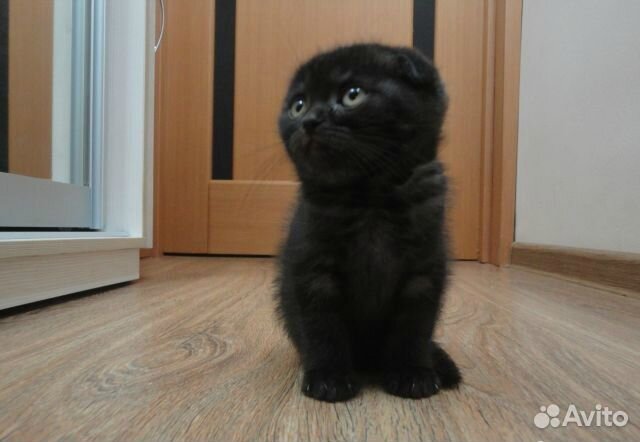 Вислоухие котята