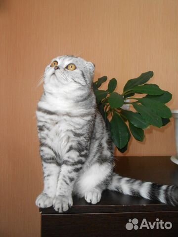 Вязка с вислоухим котом