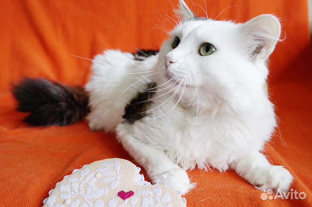 Мотя ищет дом