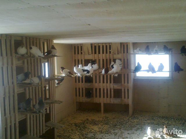 Голуби фазаны павлины цыплята