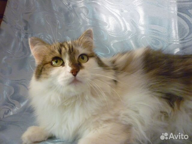 Манго очень ласковая кошечка