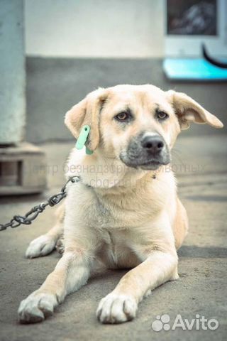 Красотка Бэлла из Центра Безнадзорных Животных