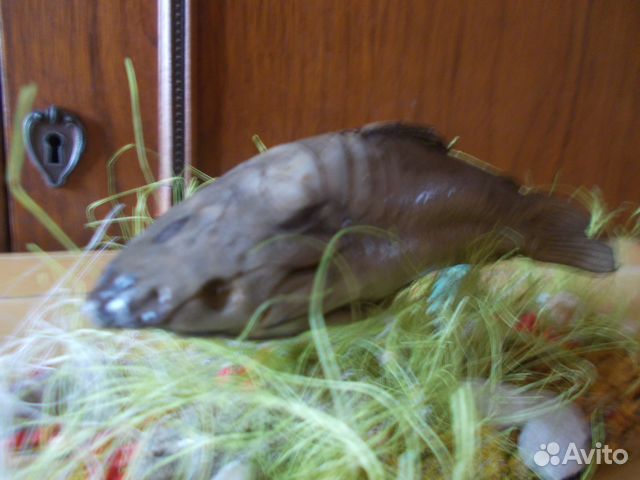 Рыба панцирный сом чучело пиранья Амазонка