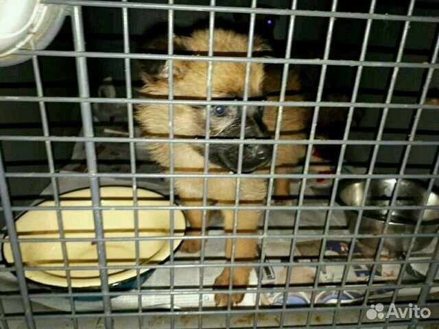 Малыши с отлова