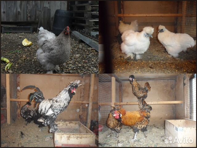 Инкубационное яйцо породистых кур