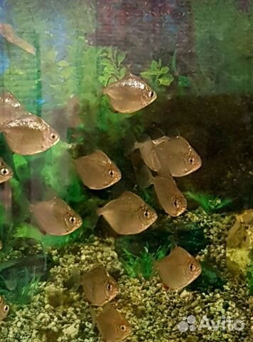 Аквариумная рыба метиннис