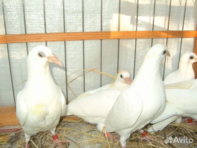 Голуби белые (спортивные )