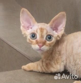 Чижик Рыжик)