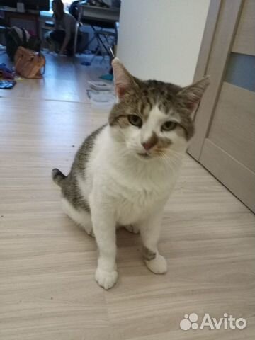 Приютите Котю