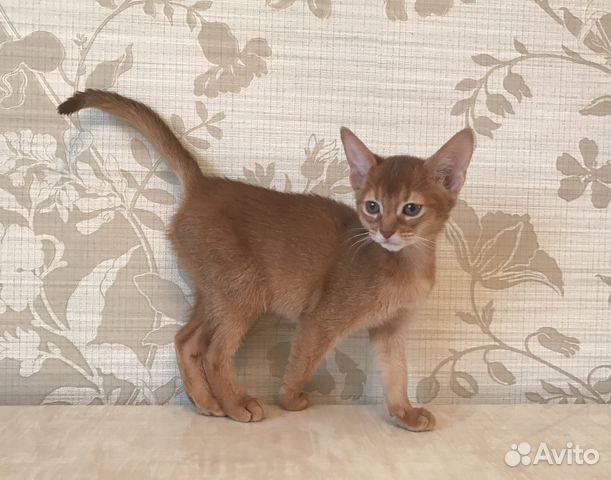 Кошечка Морковка