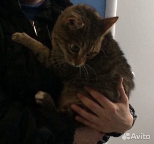 Грандиозный кот