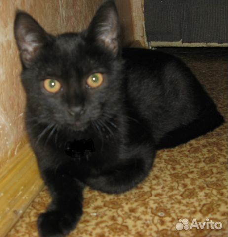 Черный котенок