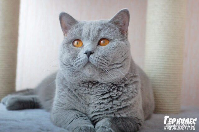 Британский голубой кот чемпион мира вязки