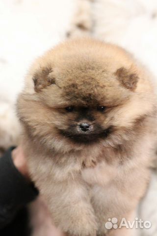 Шпиццика малышка Несса