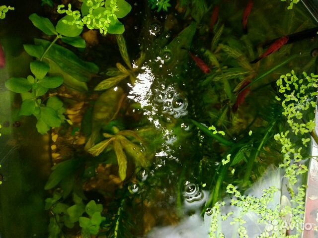 Аквариумные живые растения