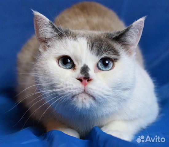 Синеглазая Эшли, 5 лет, Москва