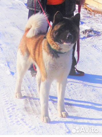 Щенок сао Алабай 4 мес