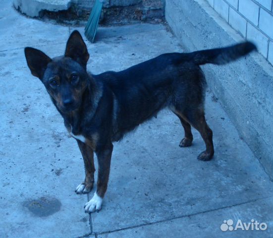 Кому нужен преданный друг