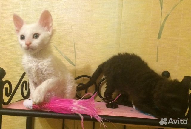 Радость общения без аллергии Кудрявые Ловцы Снов)