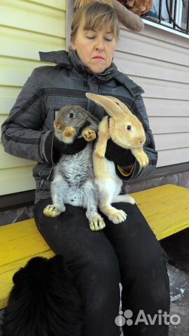 Крупные крольчата