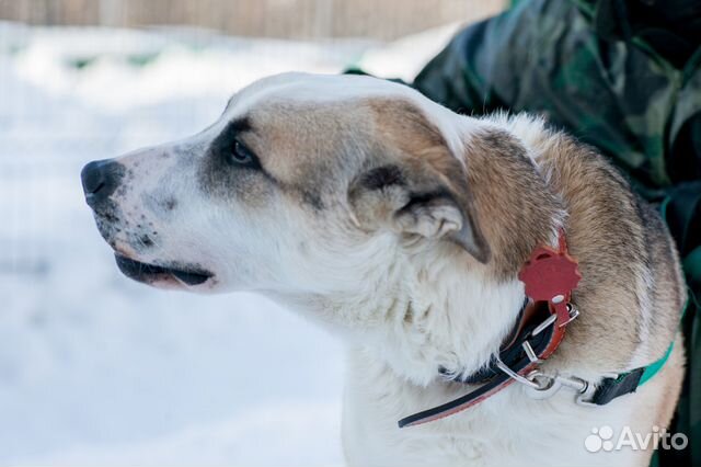 Стив в надежные руки