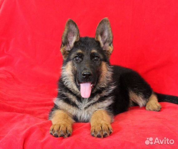 Мальчики и девочки от отборников, РКФ