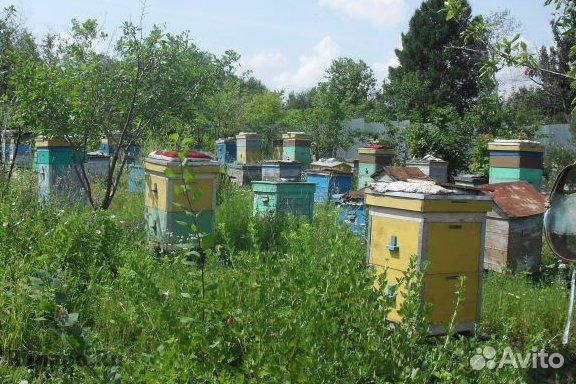 Пчелосемьи