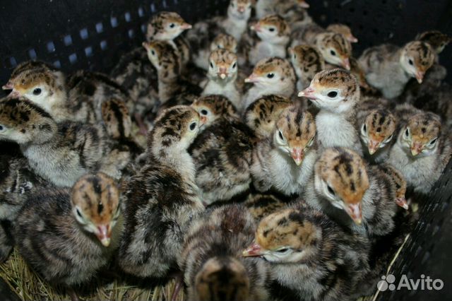 Бройлер,Индейка(Франция).Куры несушки,Загорские