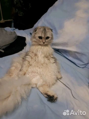 Кошка вислоухая