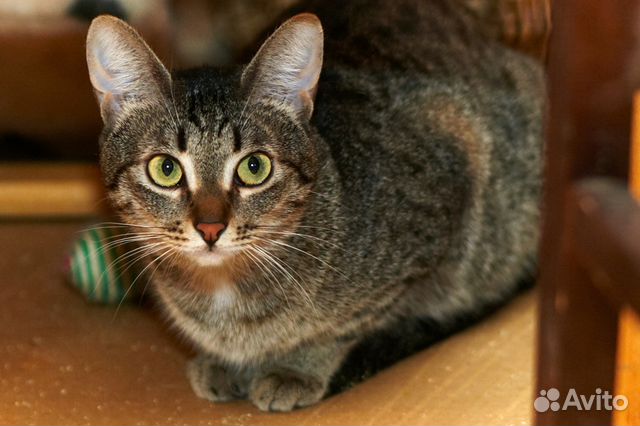 Зеленоглазая Триша