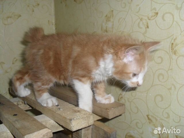 Котята курильского бобтейла