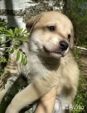 Отдам щенков