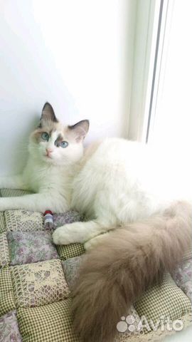 Мальчики и девочки одуванчики(рэгдолл)