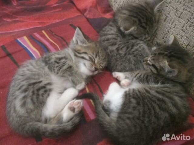 Котята усатые-полосатые