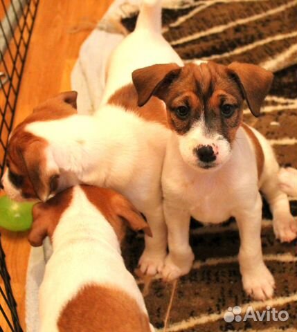 Щенок породы Парсон Рассел терьер