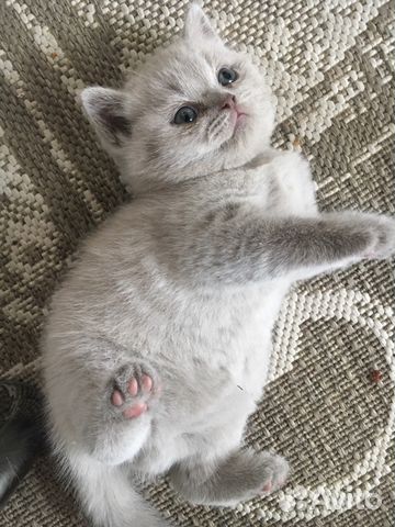 Продам плюшевого котёнка