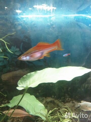 Меченосцы чернополосые цыхлиды макроподы