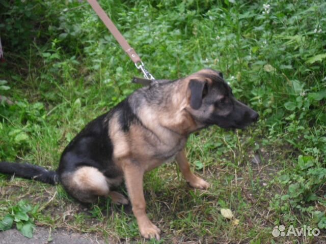 Отдам щенка В хорошие руки