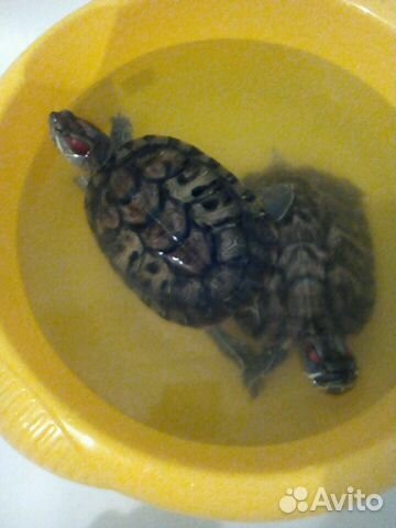 Морские красноухие черепашки