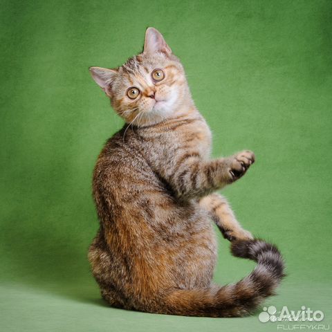 Шотладская няшка милашка