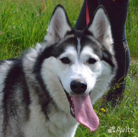Сибирская хаски Лиза в дар