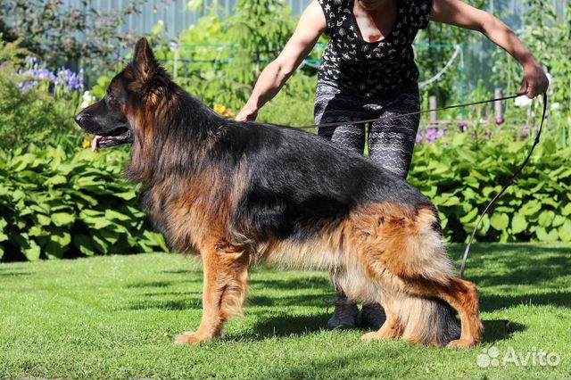 Яркий длинник-вязка