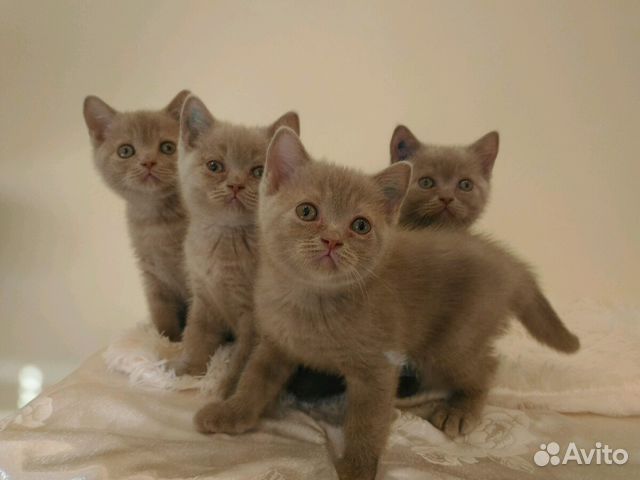 Британские котята окрас фавн 3 мес