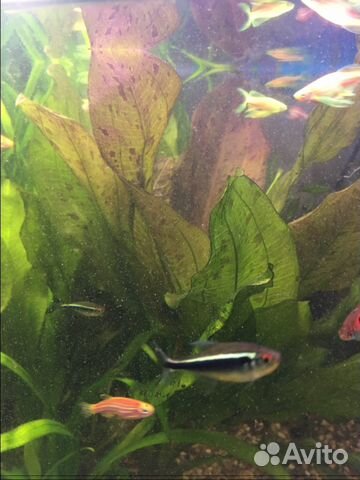 Эхинодорус красное пламя