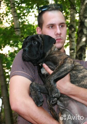 Щенки Бульмастифа