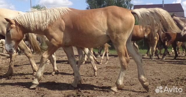 Жеребец советский тяжеловоз