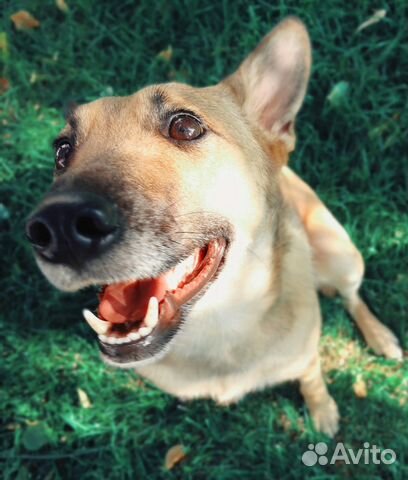 Собака в дар, в добрые руки