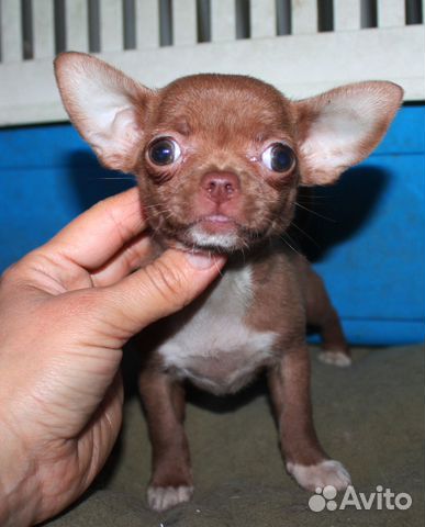 Чихуахуа Дюймовочка