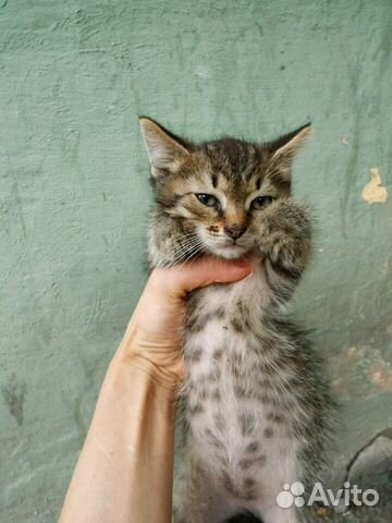 Котенок из коробки